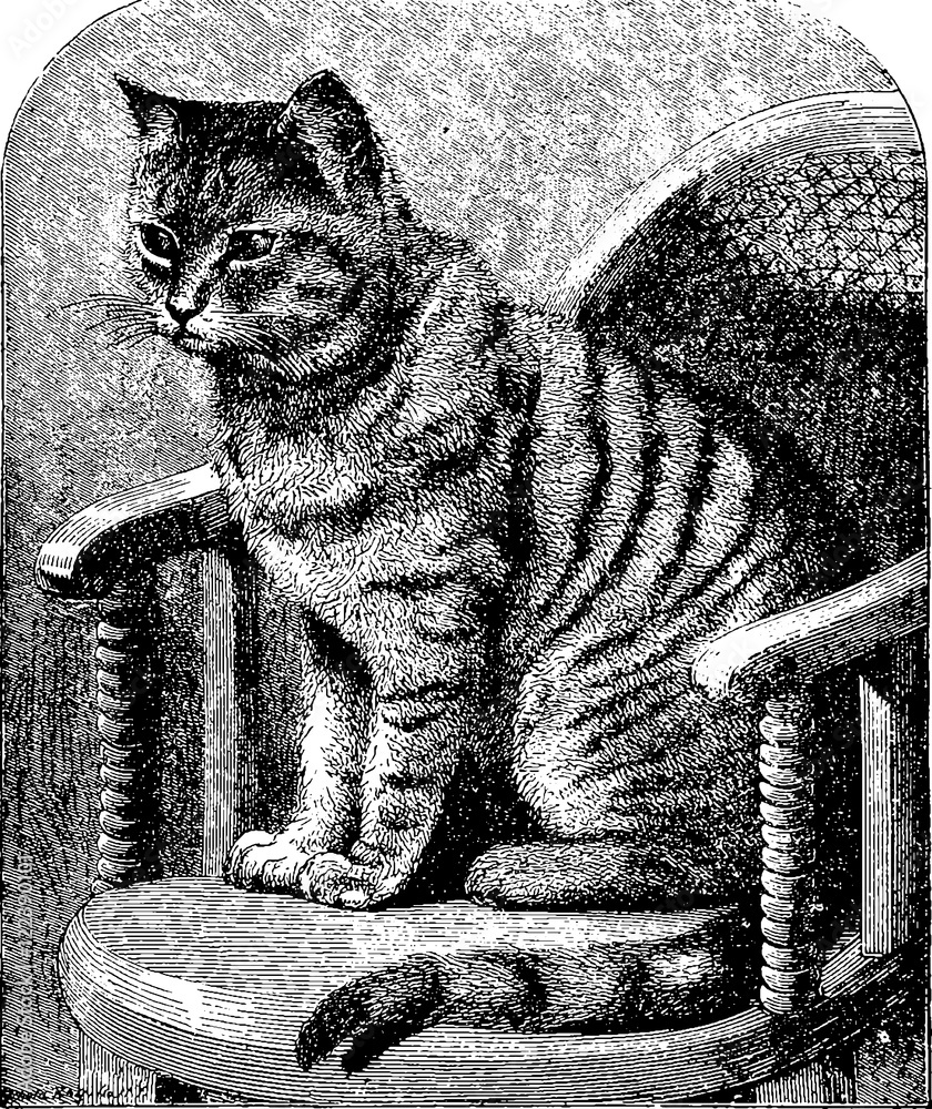 Vintage illustration cat Stock Illustration | Adobe Stock