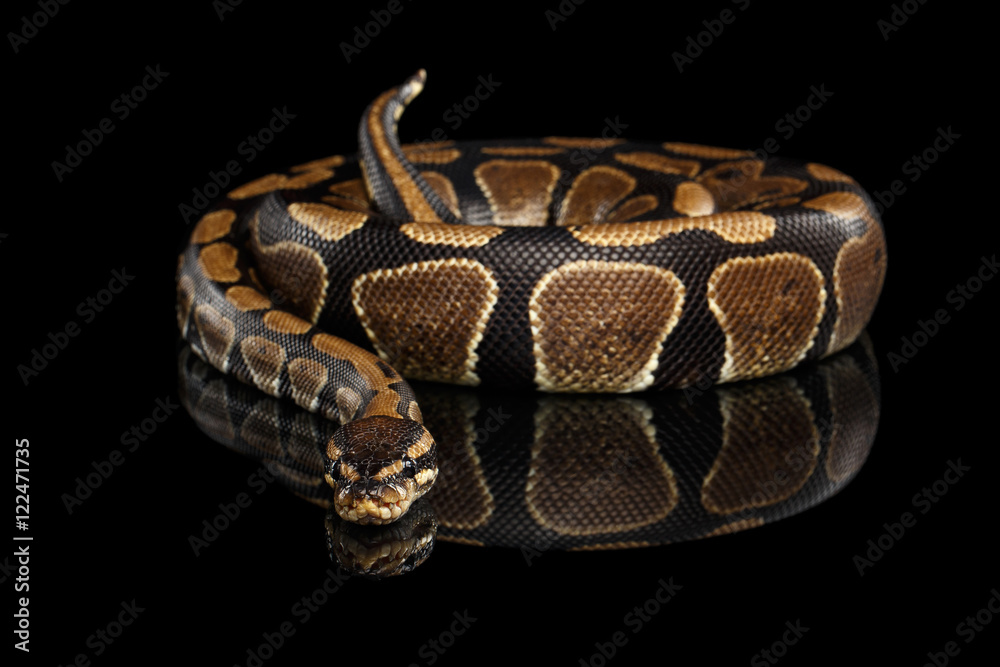 Ball or Royal python Snake on Isolated black background with reflection ...