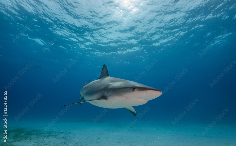 Tiger shark underwater view Grand bahama Bahamas. Stock Photo | Adobe Stock