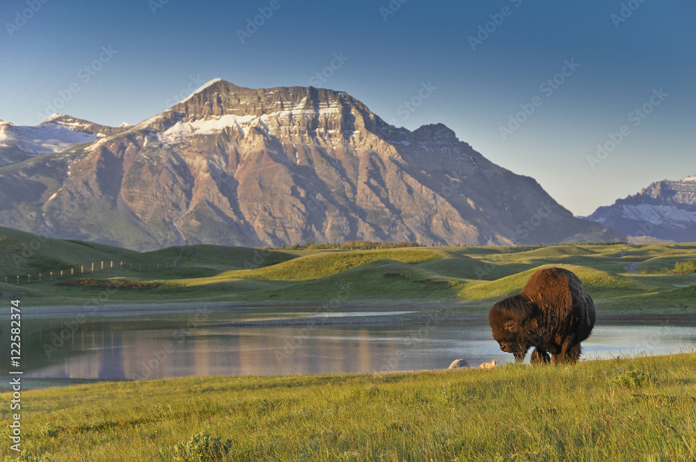 Plains Bison, (Bison bison bison), Waterton Lakes National Park ...