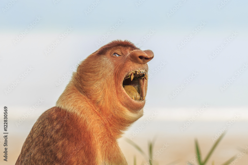 Proboscis Monkey. Smile, teeth, mouth. Stock Photo | Adobe Stock