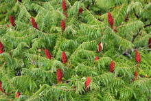 Sumac Tree Free Stock Photo - Public Domain Pictures