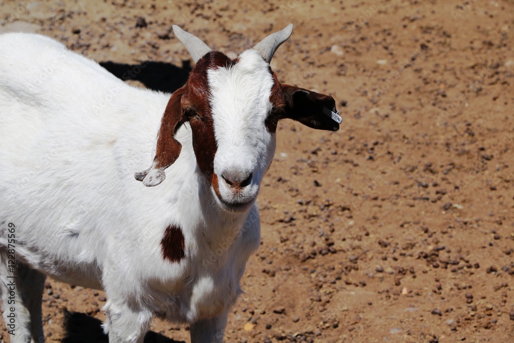 Foto de Stock Curious goat in Namibia, Africa | Adobe Stock