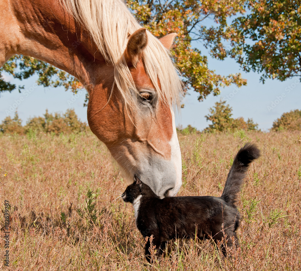 Tuxedo cat and a big horse - best friends Stock Photo | Adobe Stock