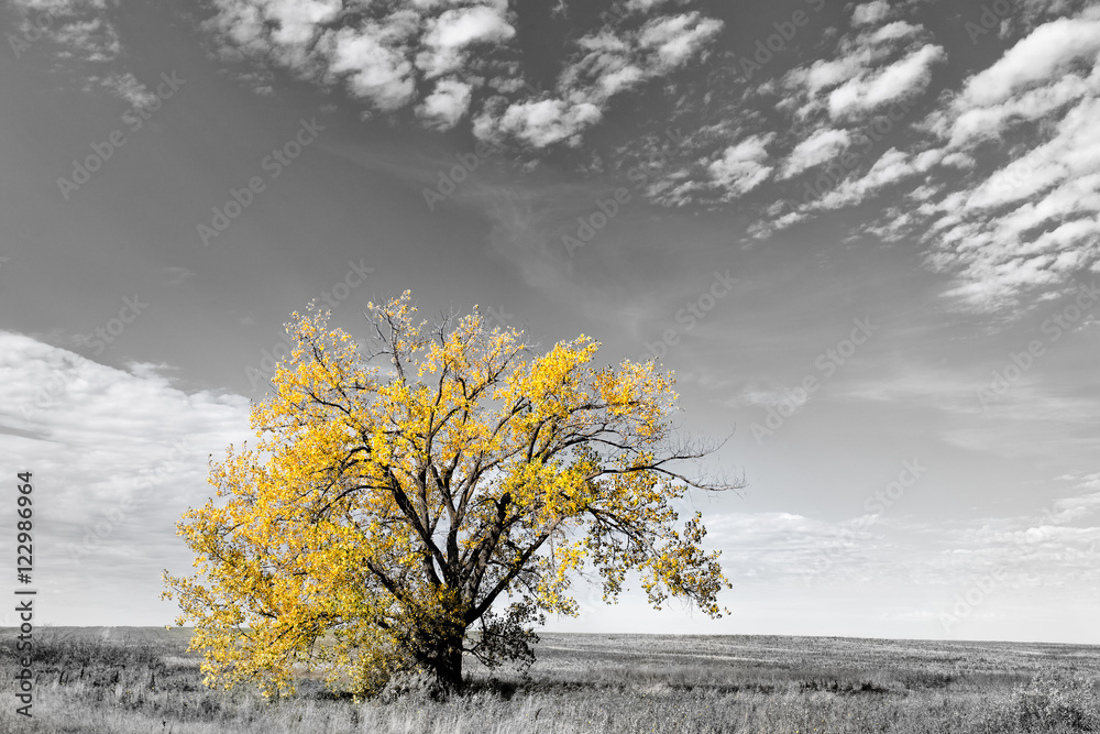 One tall tree with yellow autumn leaves in selective color under sky ...