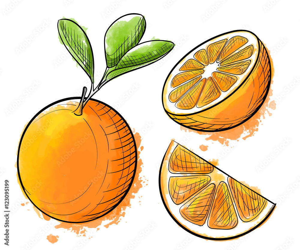 Hand drawn watercolor painting orange on white background. Sketch food ...