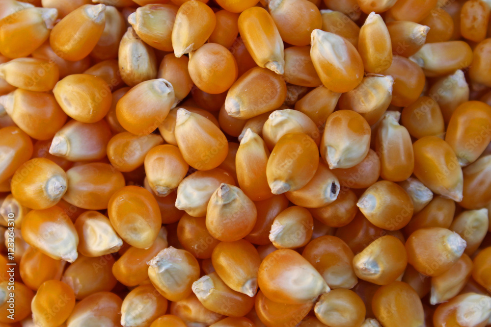 Foto de Stock Granos de maíz (Zea mays) | Adobe Stock