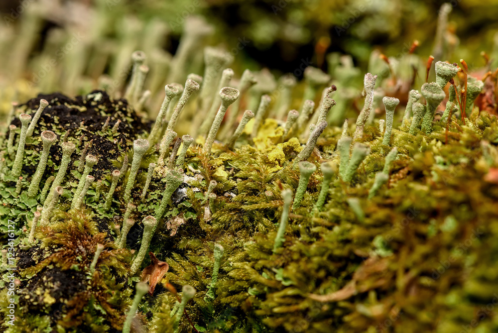 moss fungus macro background slime Stock Photo | Adobe Stock
