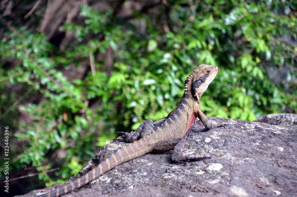 Australian Eastern Water Dragon (Physignathus lesueurii lesueurii ...