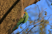 Parakeets In Oosterpark, Amsterdam Free Stock Photo - Public Domain ...