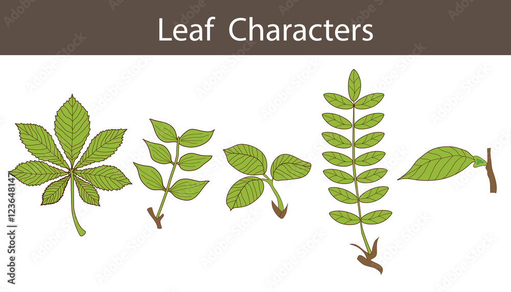 Vetor Leaf Character. Set Of Different Type Leaves. Biology Style ...