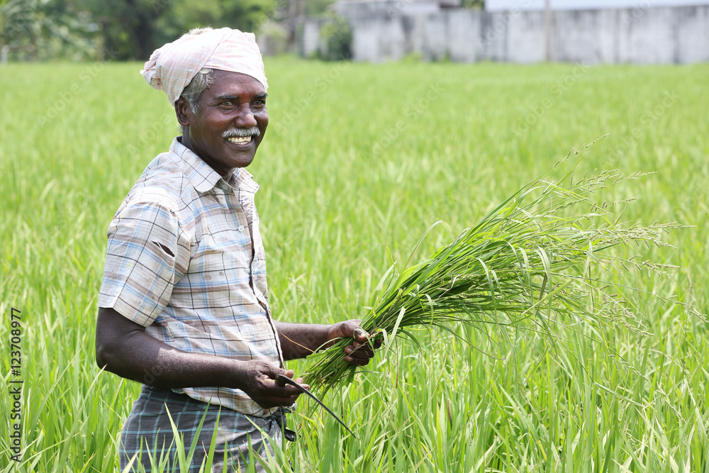 Indian Man Holding sickle and crops Stock Photo | Adobe Stock