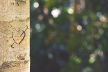 Heart Carved In Tree Free Stock Photo - Public Domain Pictures