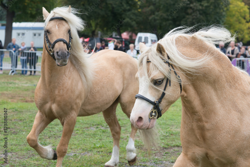 Two welsh pony cob palomino horse equestrian competition show ...