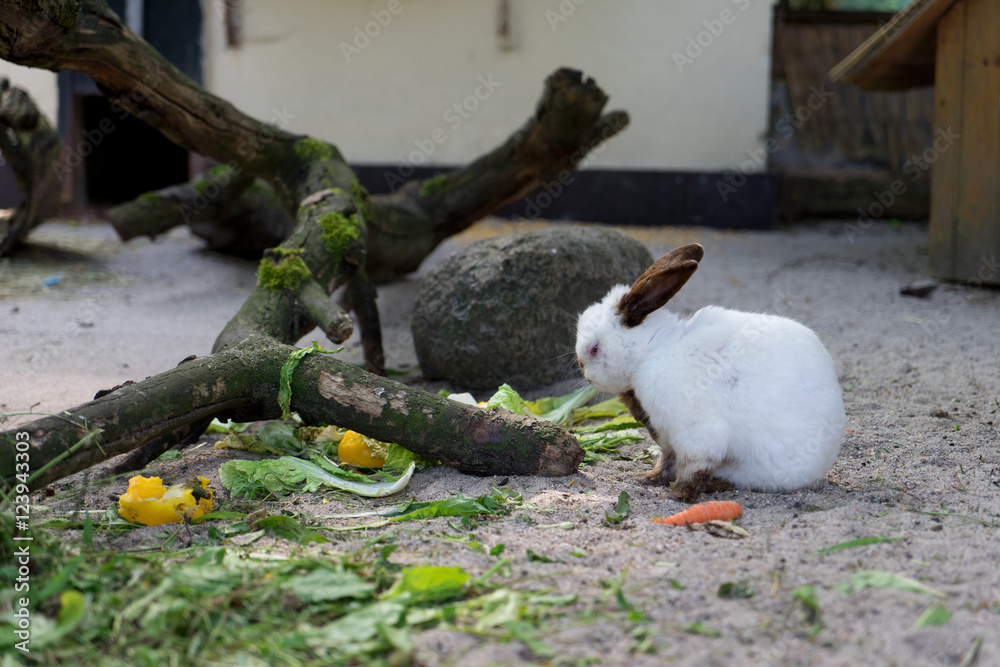 Foto de Stock Hase / kleiner weißer Hase beim fressen | Adobe Stock