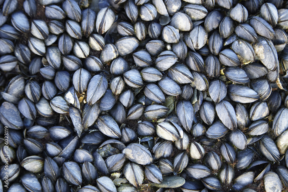 A whole page of saltwater muscle shell background texture Stock Photo ...