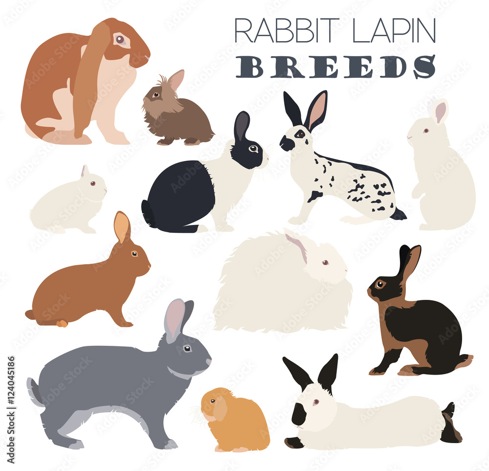 Rabbit, lapin breed icon set. Flat design Stock Vector | Adobe Stock
