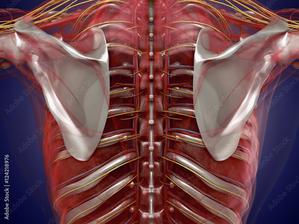 Anatomy of human organs in x-ray view. High resolution. Stock ...