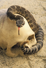 Skull & Snake Free Stock Photo - Public Domain Pictures