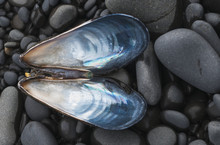Pebbles And A Mussel Shell Free Stock Photo - Public Domain Pictures