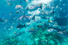 Bermuda Free Stock Photo - Public Domain Pictures