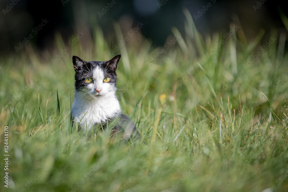 Katze sitzt im Gras und sonnt sich Stock Photo | Adobe Stock