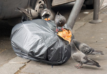 City Pigeon Free Stock Photo - Public Domain Pictures
