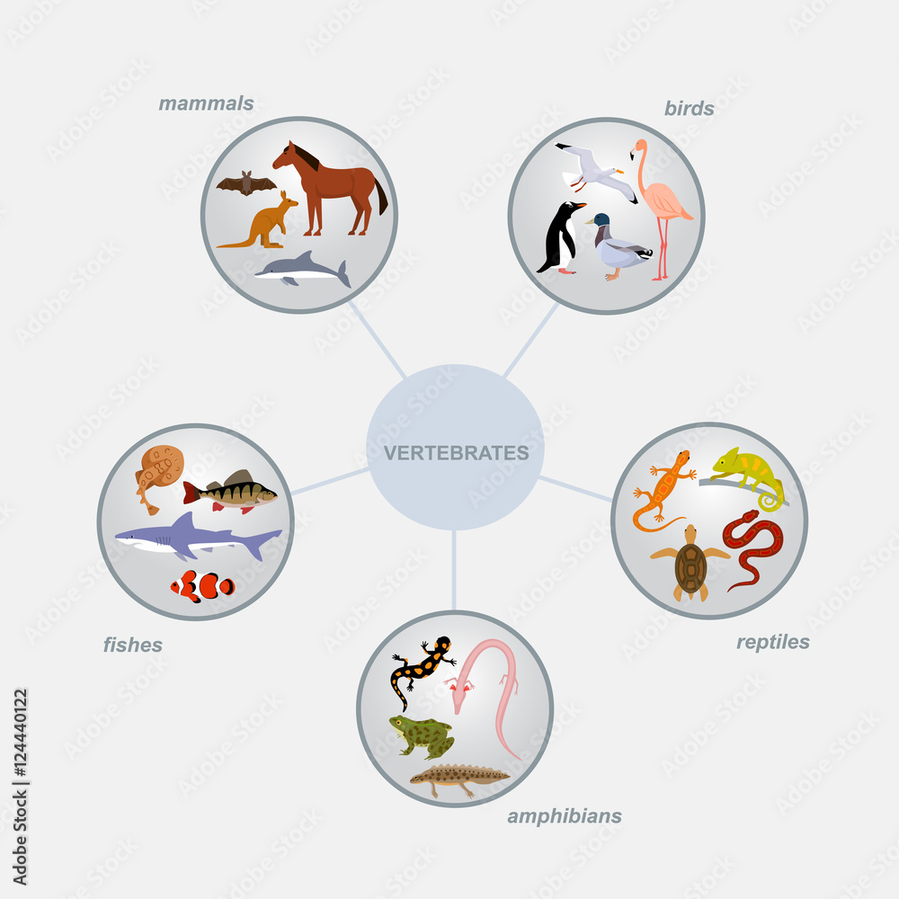 vertebrates classification infographics Stock Vector | Adobe Stock
