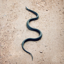 Snake Crawling On The Ground Free Stock Photo - Public Domain Pictures