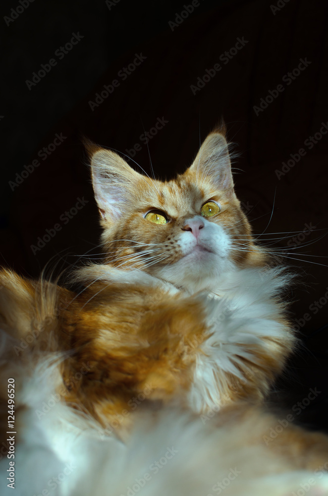 Red Maine Coon cat Stock Photo | Adobe Stock