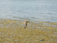 Sandpiper In Flight Free Stock Photo - Public Domain Pictures