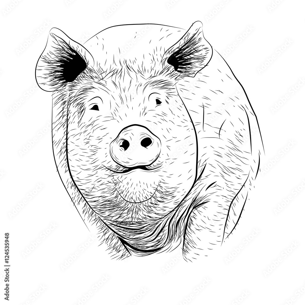 Pig, swine, hog sow piggy piglet piggie pigling brawn boar grown big ...