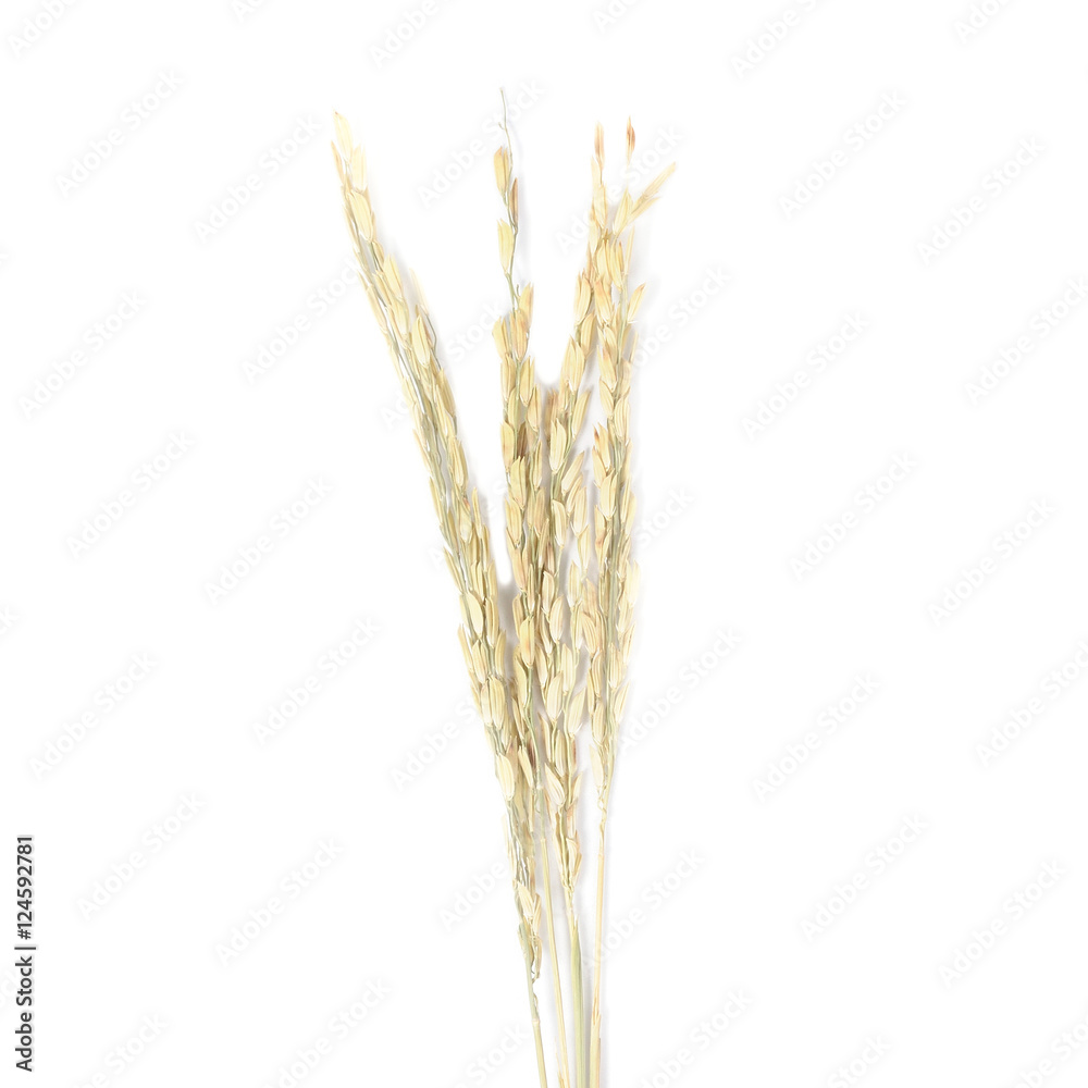 Ear of paddy on white background. Stock Photo | Adobe Stock