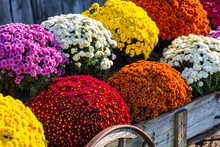 Mums Free Stock Photo - Public Domain Pictures