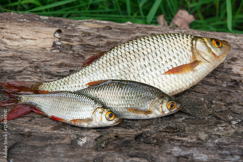Several common rudd fish on natural background. Stock Photo | Adobe Stock