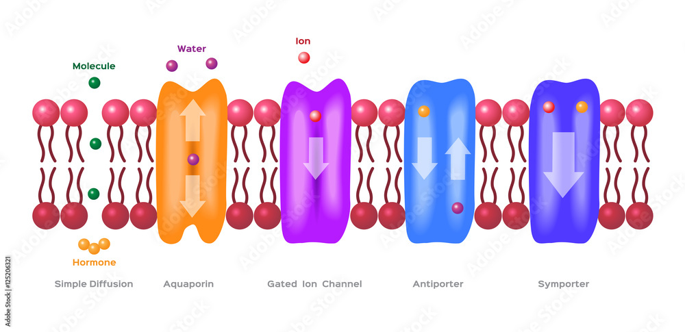 Mechanisms for the transport of ions and molecules across cell membranes. Types of a channel in ...