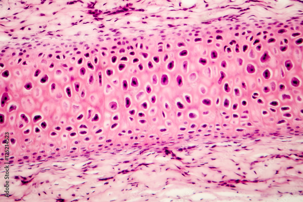 Photo Stock Compact bone micrograph. Light microscopy of a bone tissue ...