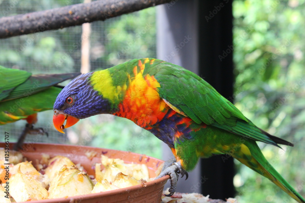 Oiseau du zoo de Martinique Stock Photo | Adobe Stock