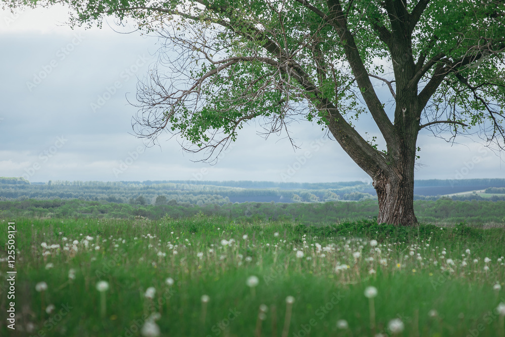 a large oak tree in a field of dandelions Stock Photo | Adobe Stock