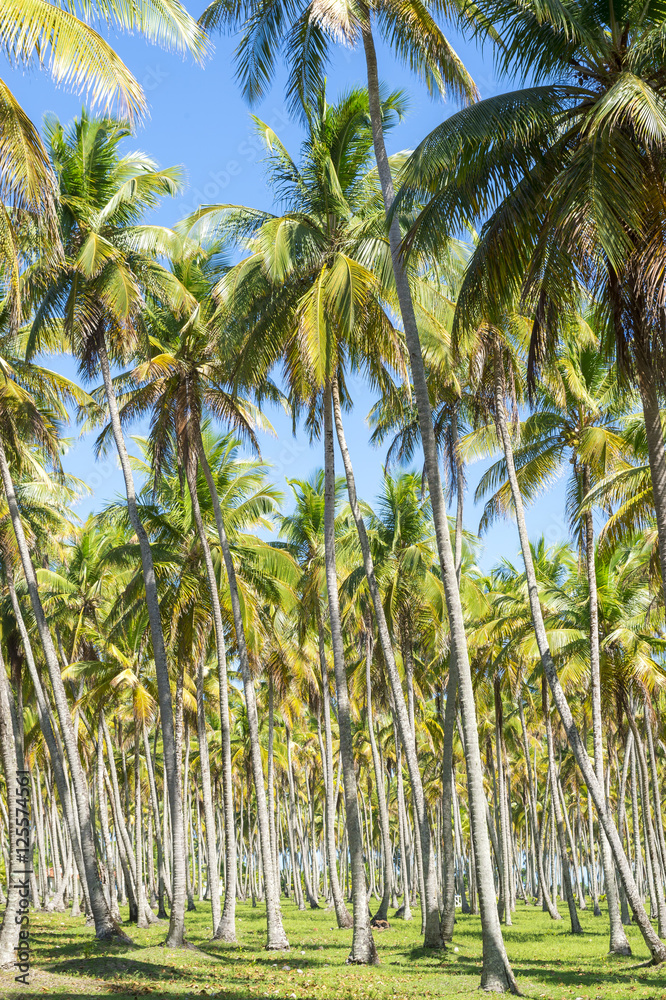 Bright grove of tall palm trees in a plantation on the Coconut Coast in ...