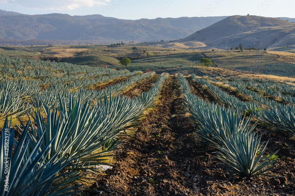 Agave fields in Tequila, Jalisco (Mexico) Stock Photo | Adobe Stock