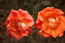 Two Orange Roses Free Stock Photo - Public Domain Pictures