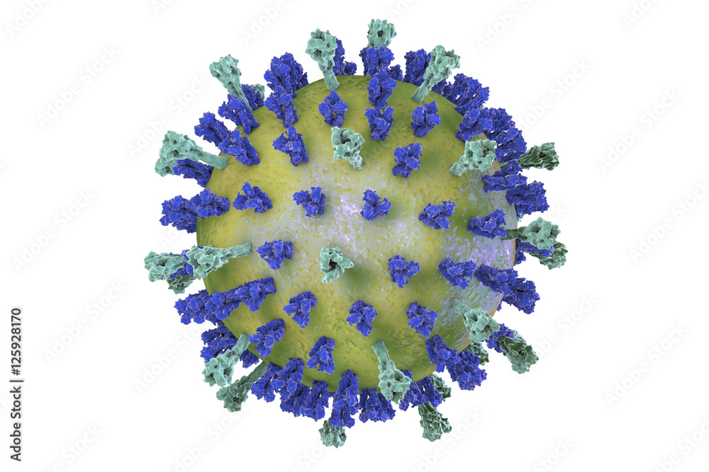 Respiratory syncytial virus, 3D illustration which shows structure of ...