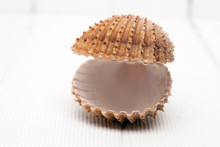 Ocean Clam Shell Free Stock Photo - Public Domain Pictures