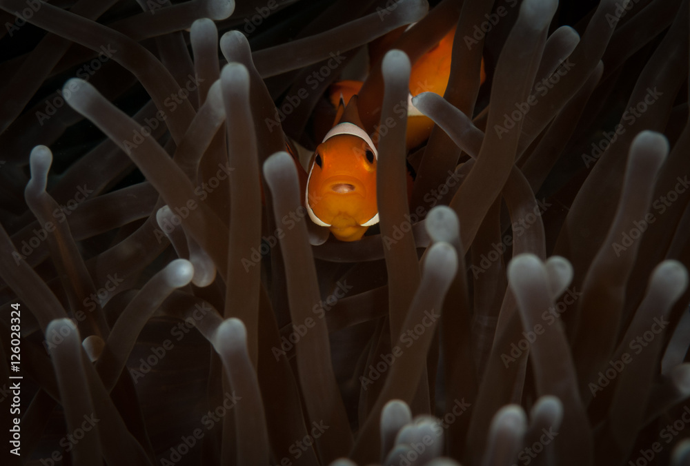 Clown anemonefish (Amphiprion percula) with a parasite in its mouth ...