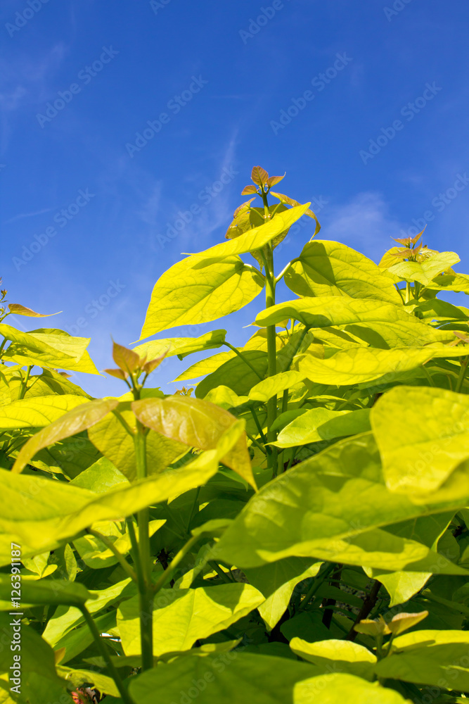 Gold-Trompetenbaum, Goldtrompetenbaum (Catalpa bignonioides Aure Stock ...