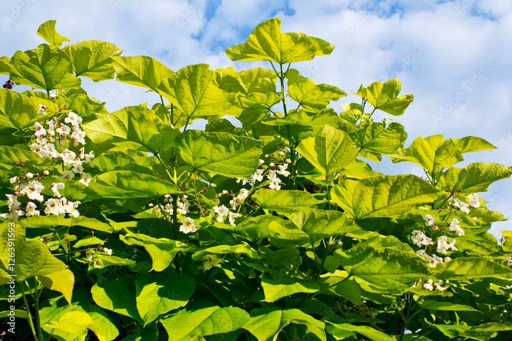 Gold-Trompetenbaum, Goldtrompetenbaum (Catalpa bignonioides aure Stock ...