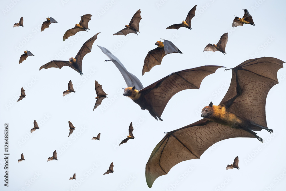 Flying bats on blue sky Stock Photo | Adobe Stock