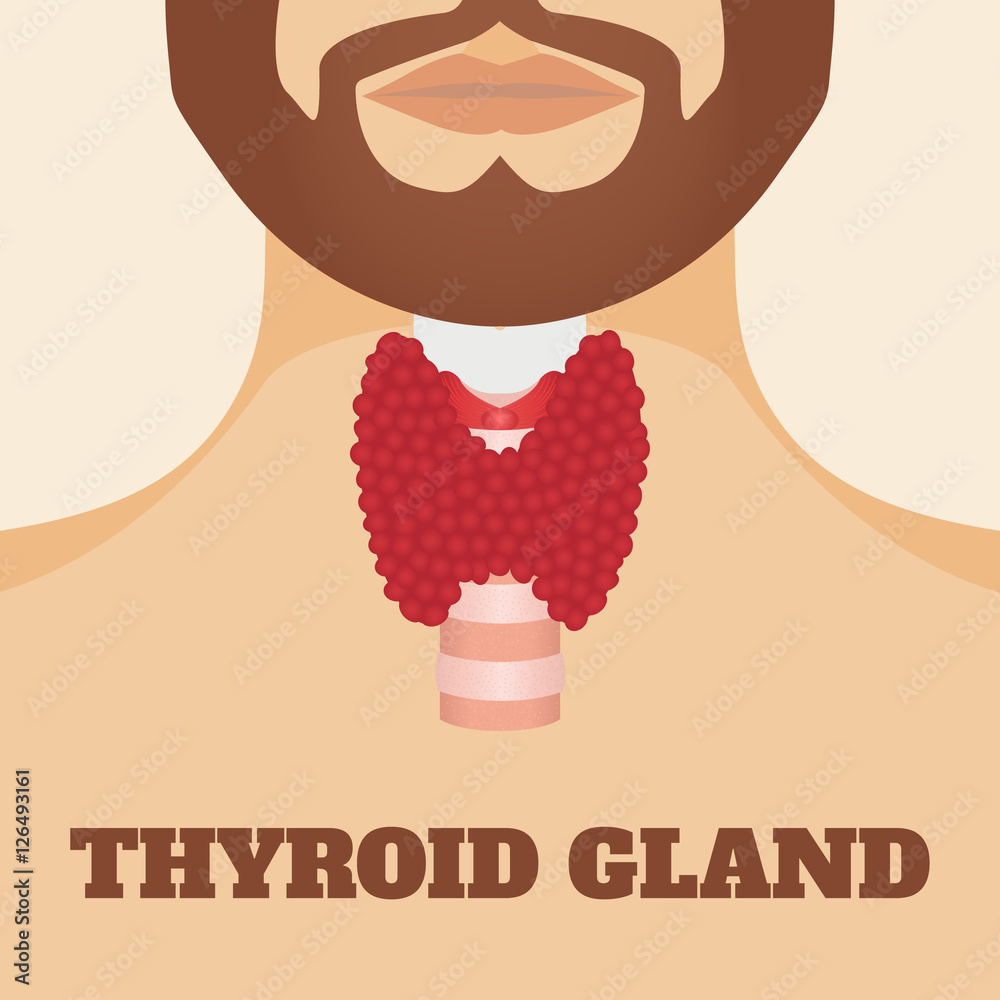 Thyroid gland and trachea shown on a silhouette of a man with a beard. Human body organs thyroid ...