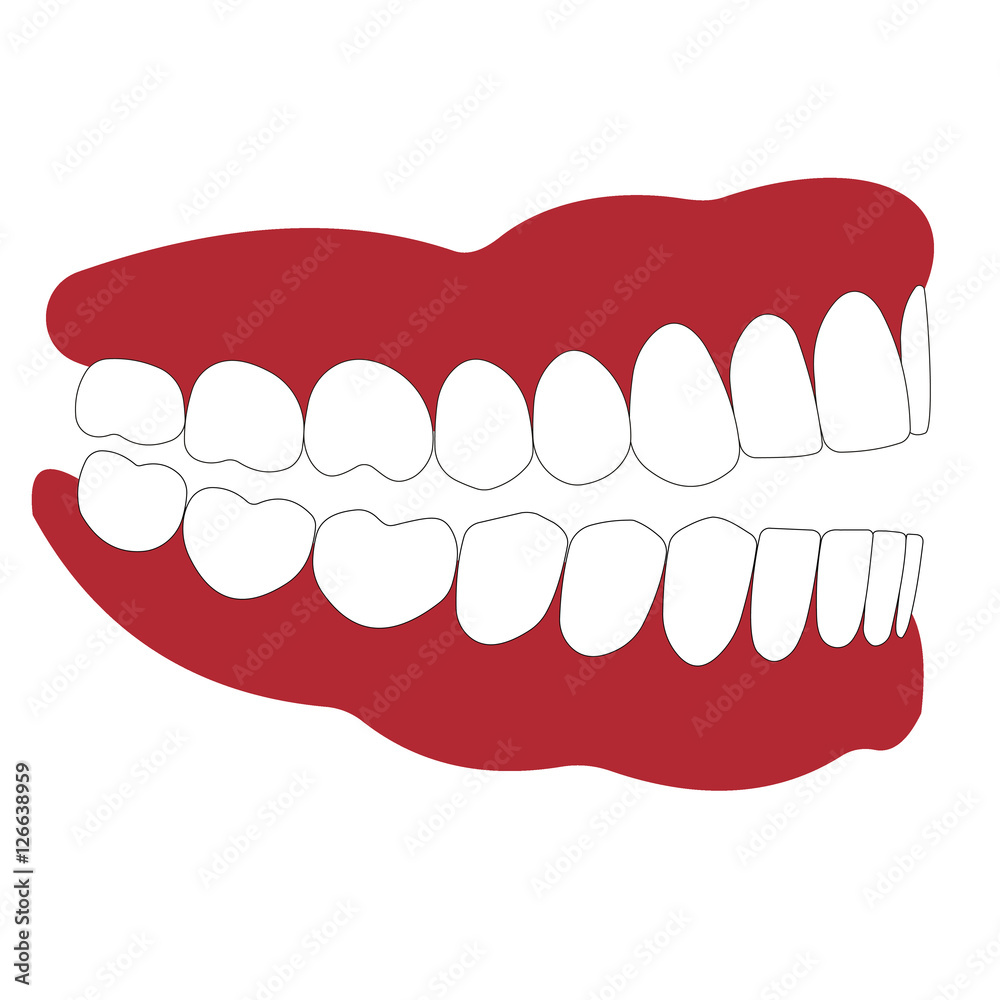 open mouth is not closed teeth, dentition and gum side view, occlusion ...